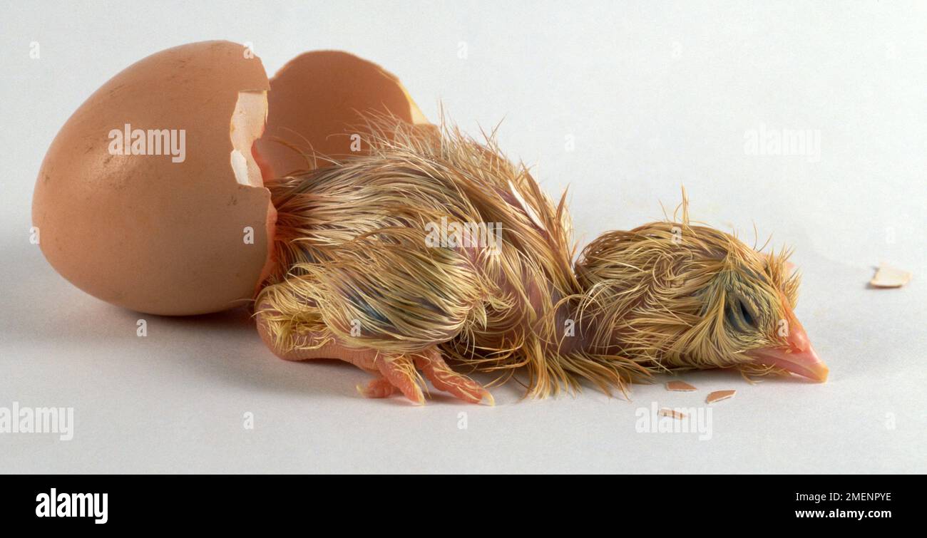 Chick development hi-res stock photography and images - Alamy