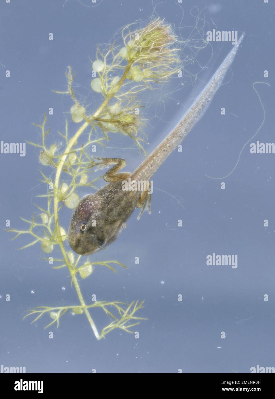 TOP VIEW OF TADPOLE CHANGING INTO FROG, METAMORPHOSIS, BACK LEGS FULLY ... TOP VIEW OF TADPOLE CHANGING INTO FROG, METAMORPHOSIS, BACK LEGS FULLY ...