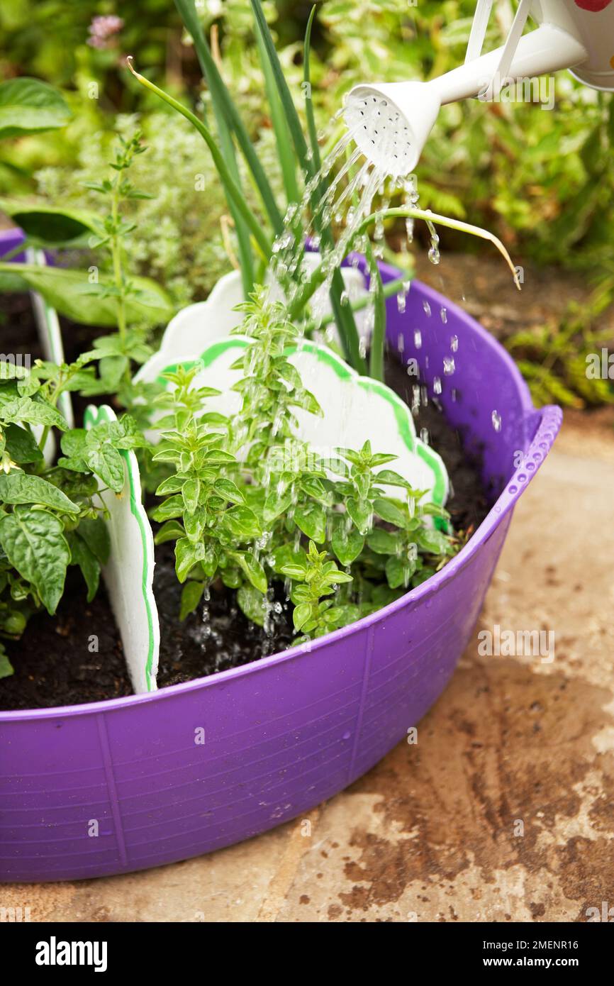 plants in purple planter being watered Stock Photo - Alamy