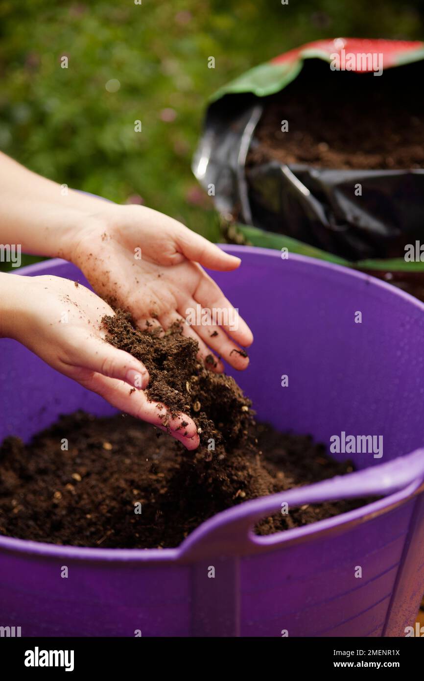 pouring soil into purple planter Stock Photo - Alamy