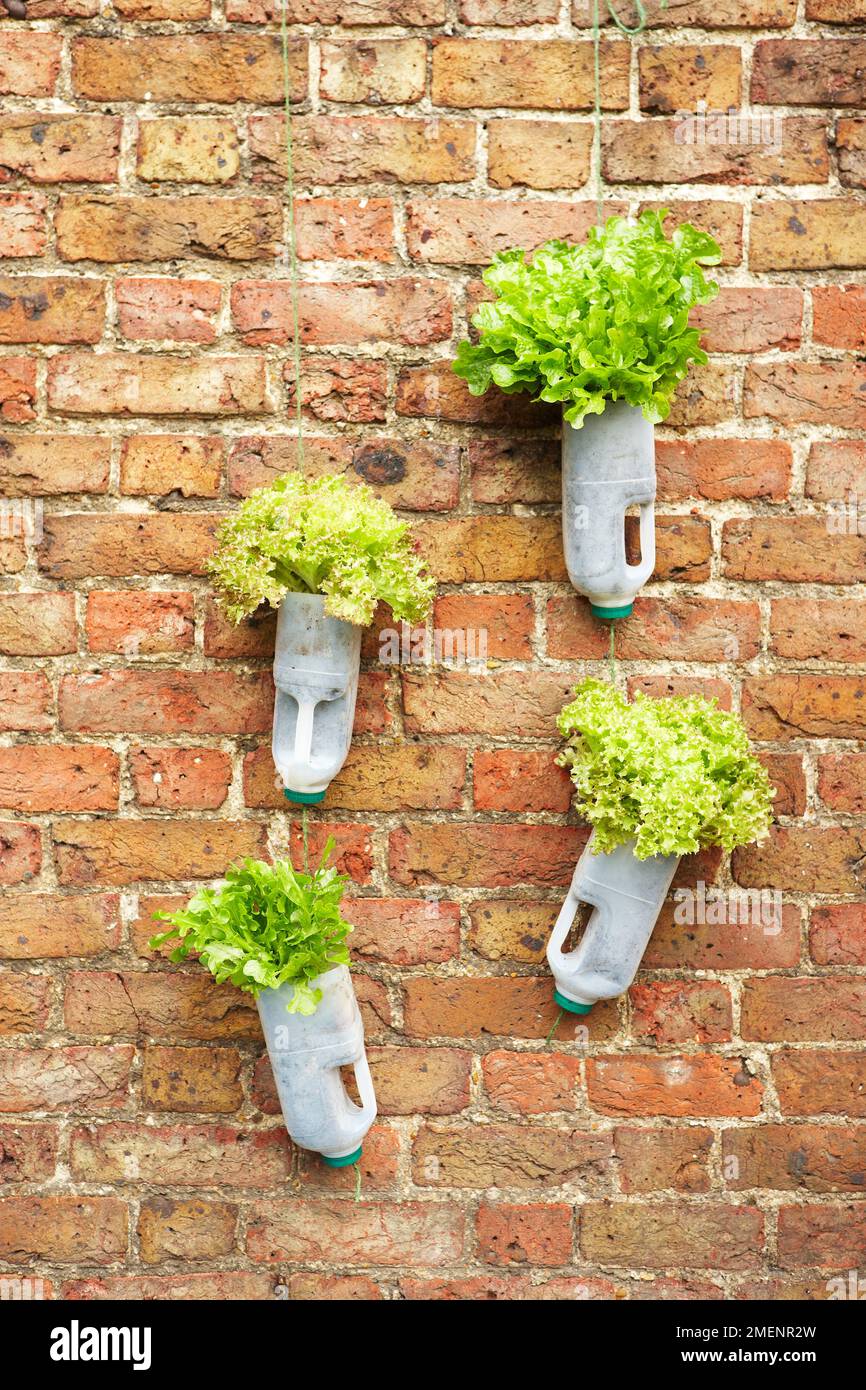 containers on wall full of lettuce Stock Photo - Alamy