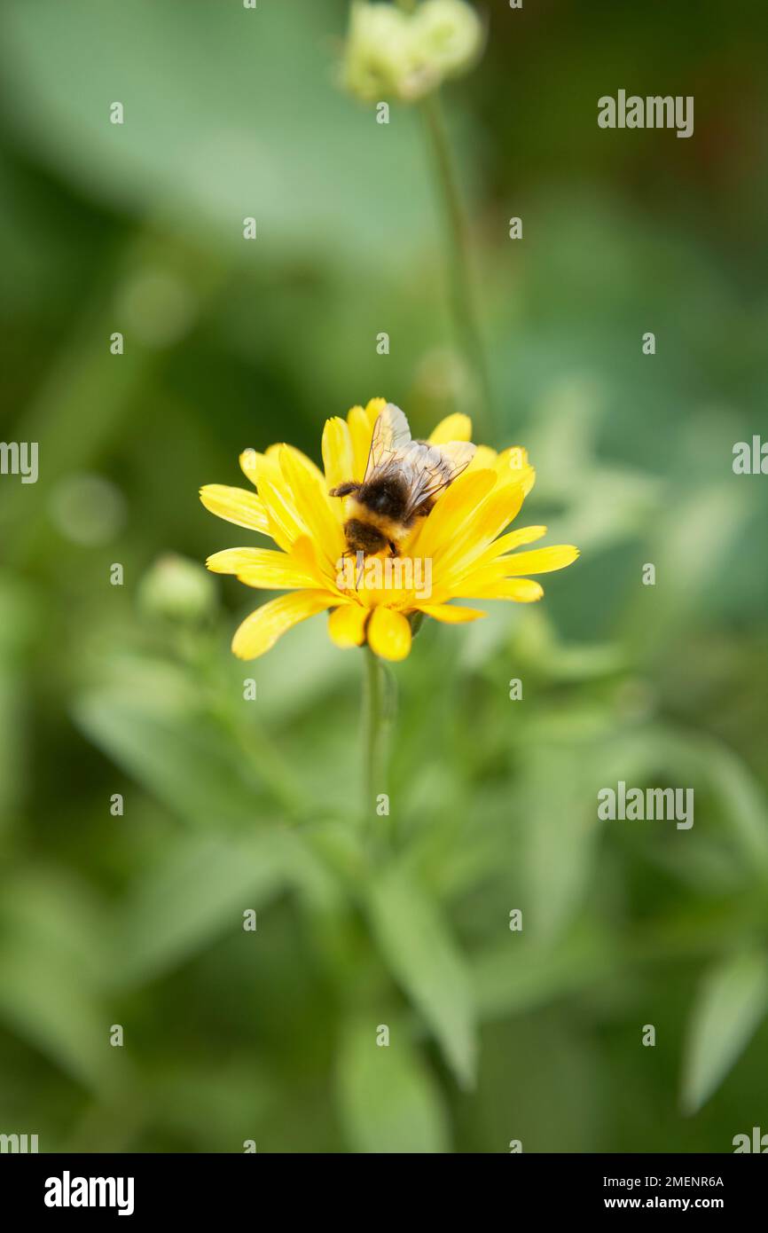 bee on sunflower Stock Photo - Alamy