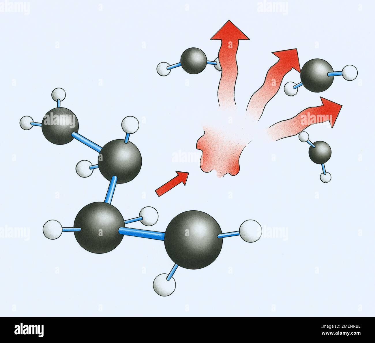 Anabolism hi-res stock photography and images - Alamy