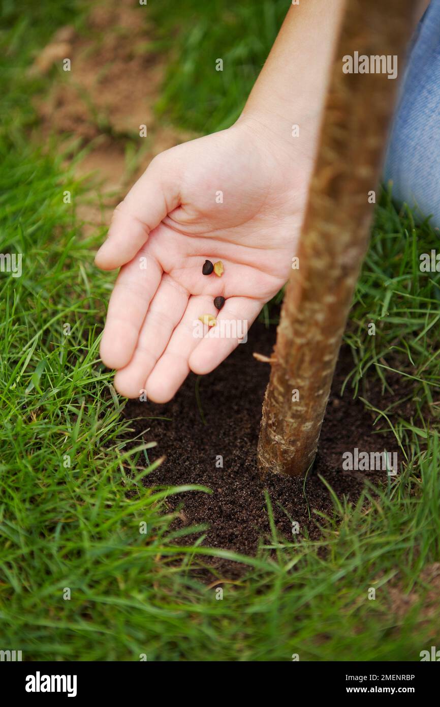 Learn to plant seeds hi-res stock photography and images - Alamy
