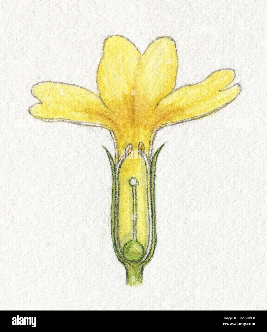 Primrose botanical illustration hi-res stock photography and images - Alamy