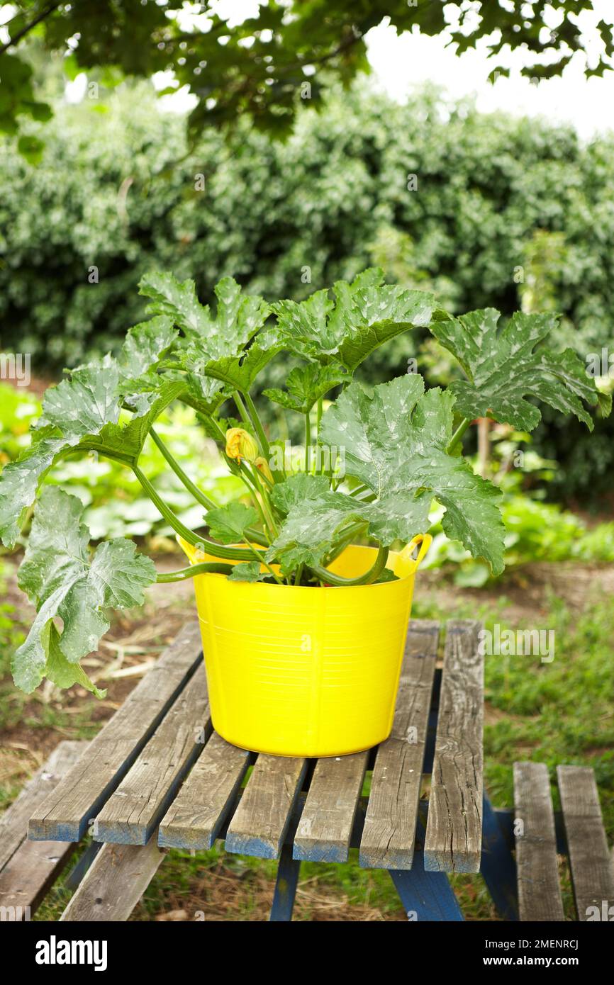 Courgette plants pot hi-res stock photography and images - Alamy
