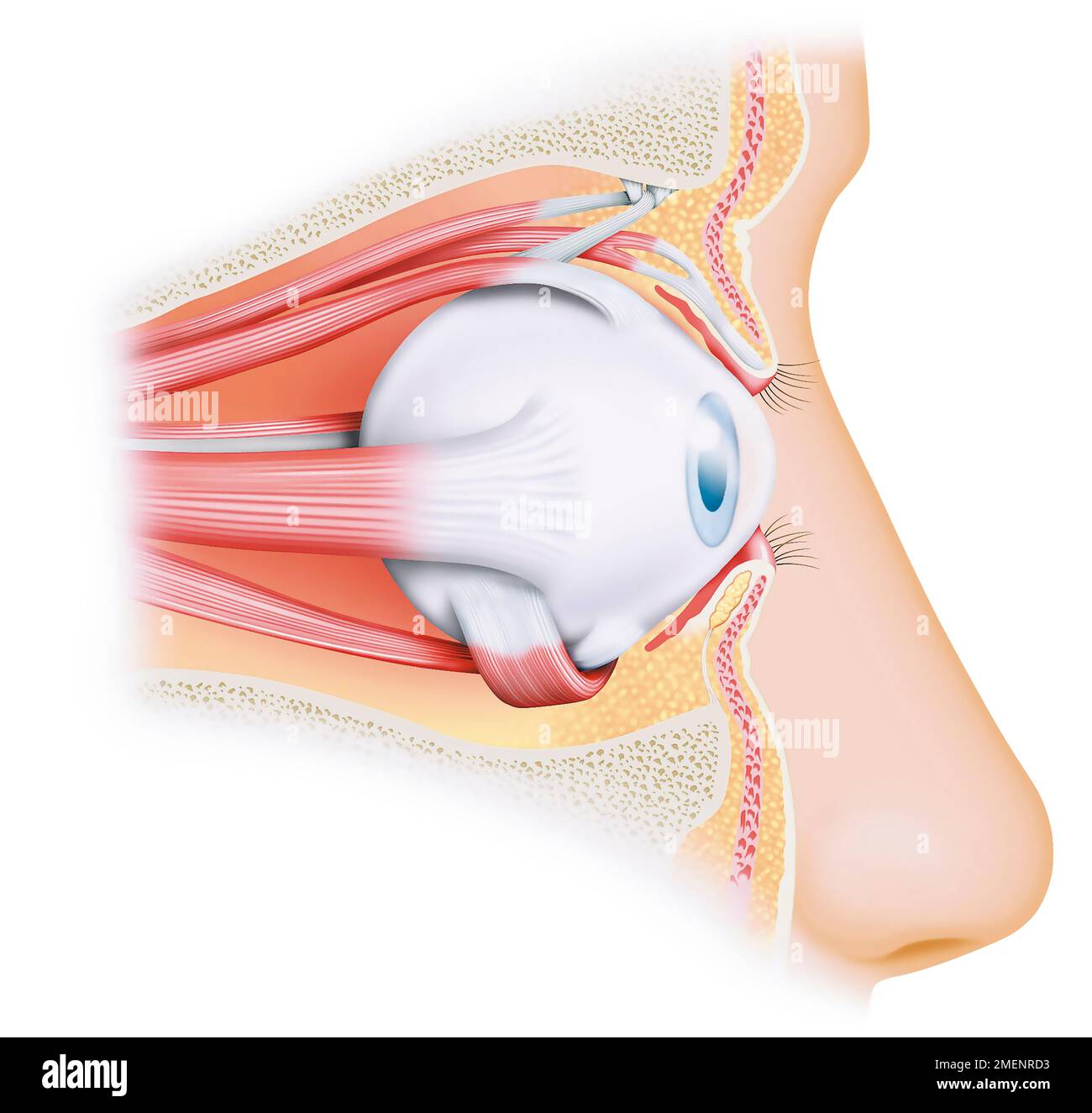 Diagram Eye Socket Bone