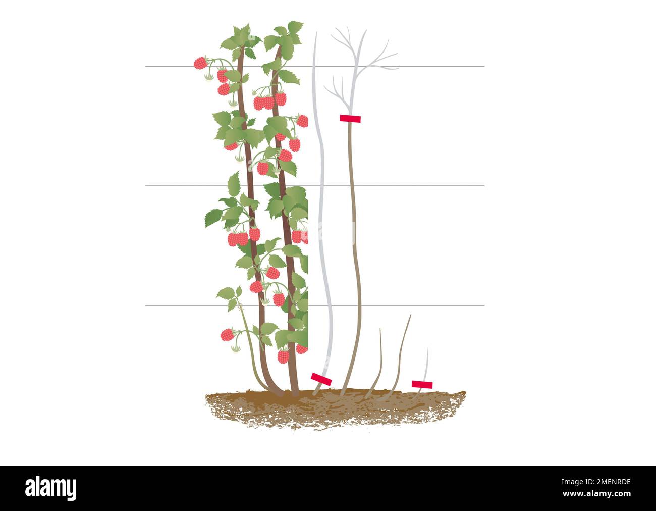 Rubus idaeus, Autumn Fruiting variety, this is how ONLY the French ...
