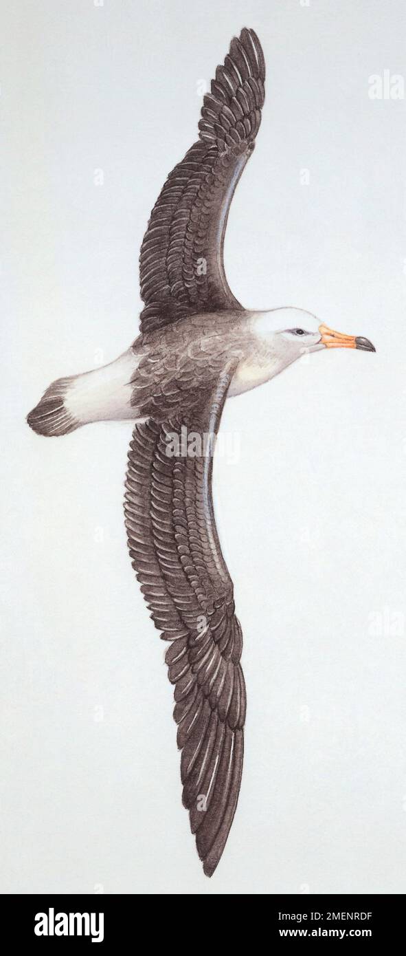 Albatross in flight Stock Photo - Alamy