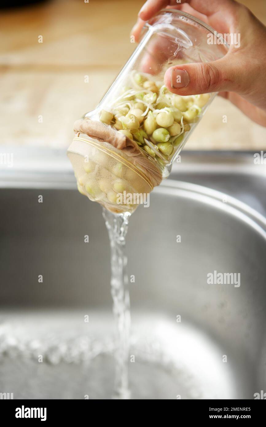 pouring water out of jar of snow peas into the sink Stock Photo - Alamy