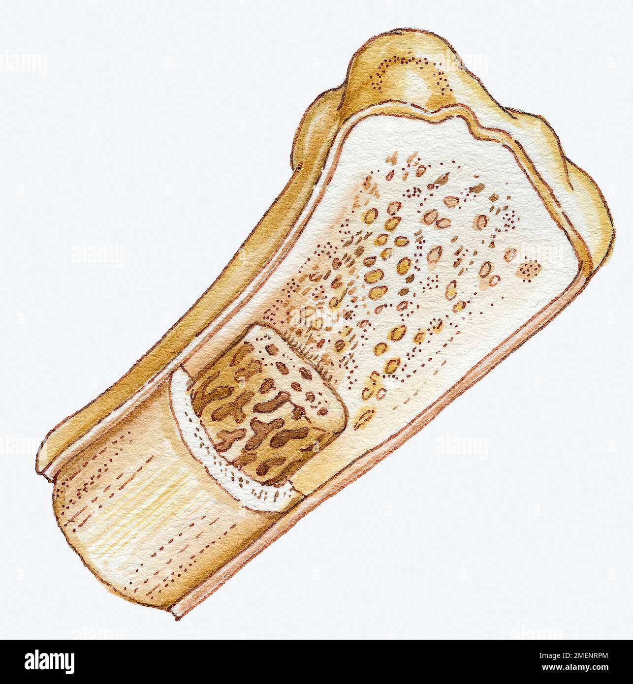 Cross section of bone Stock Photo - Alamy Cross section of bone Stock Photo - Alamy