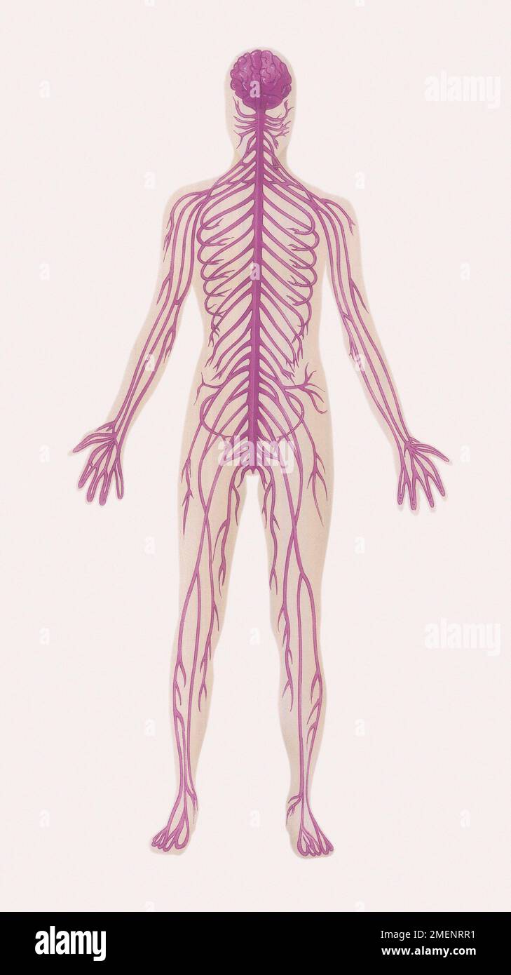 Human nervous system Stock Photo - Alamy