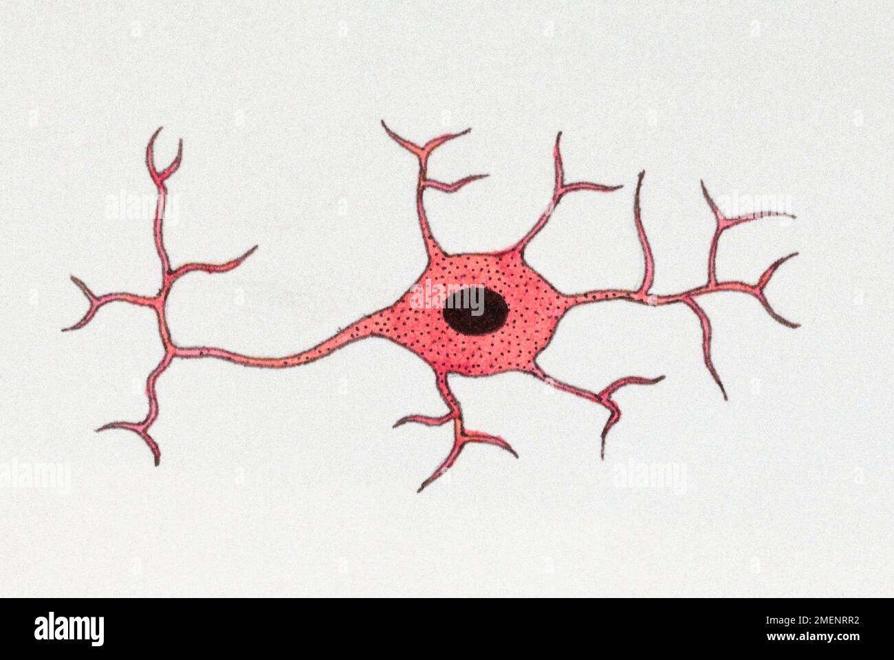 Brain cells hi-res stock photography and images - Alamy