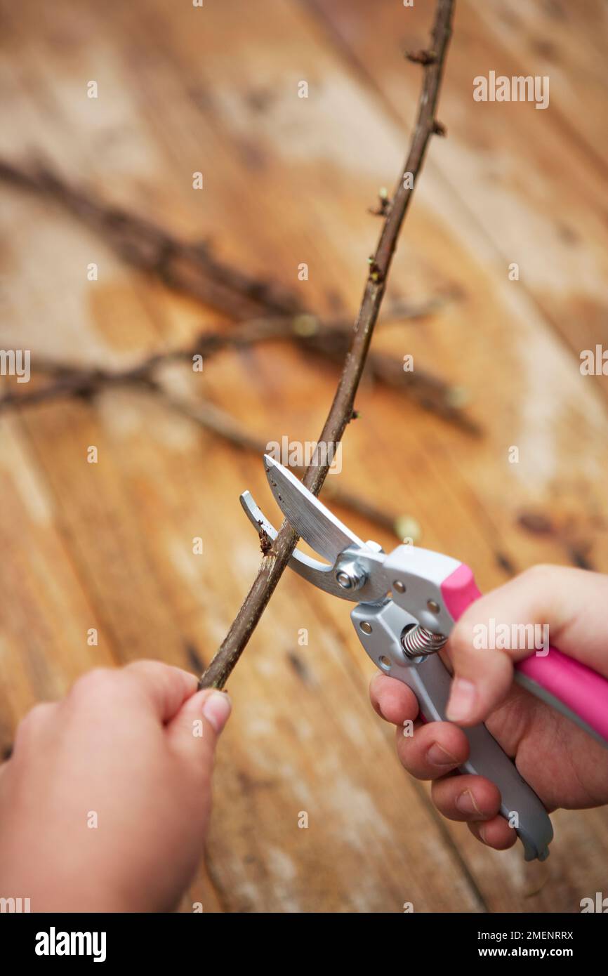 Snipping twig hi-res stock photography and images - Alamy