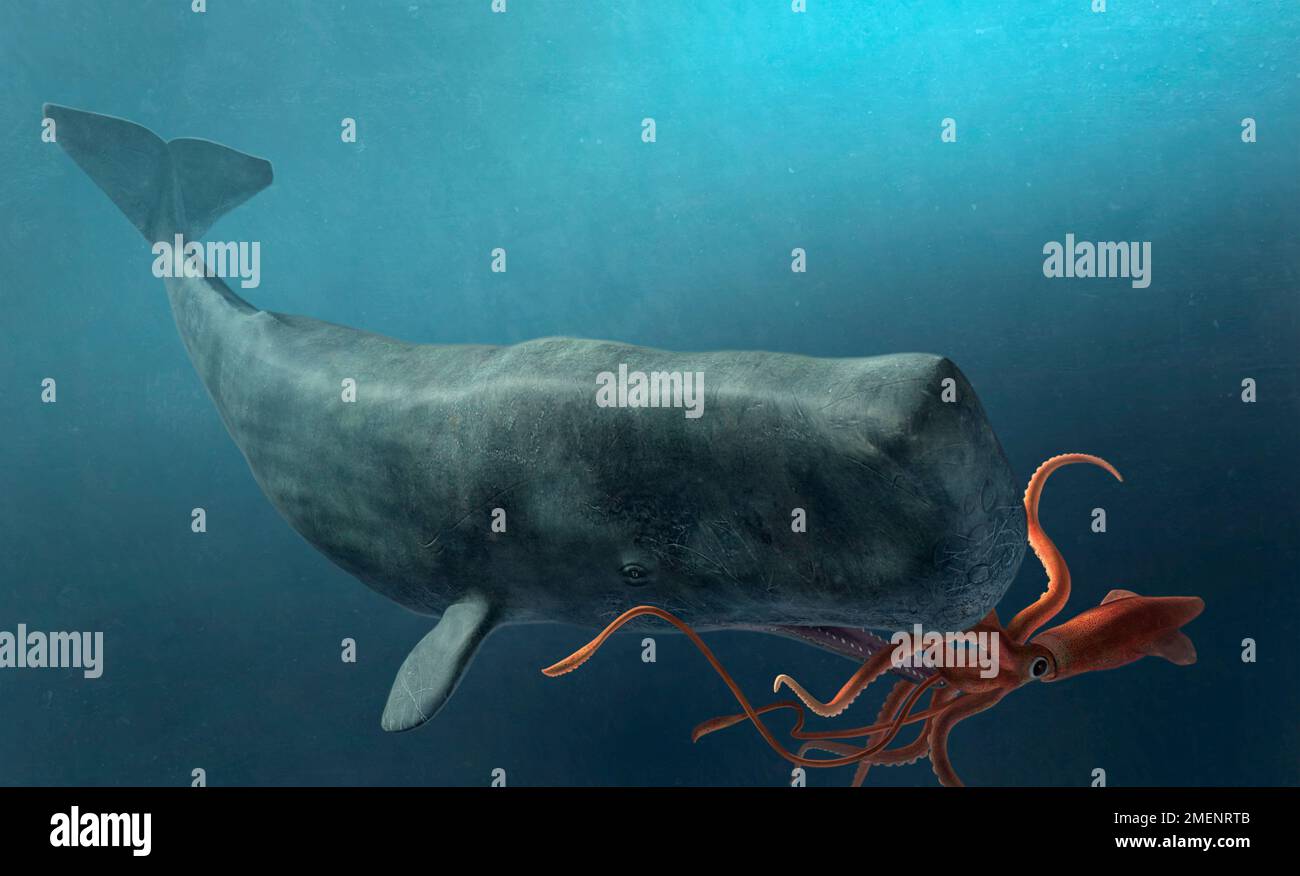 Digital illustration of Sperm Whale (Physeter Macrocephalus) attacking ...