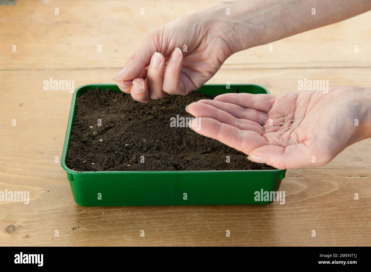 Sowing vegetable seeds in tray of compost Stock Photo - Alamy