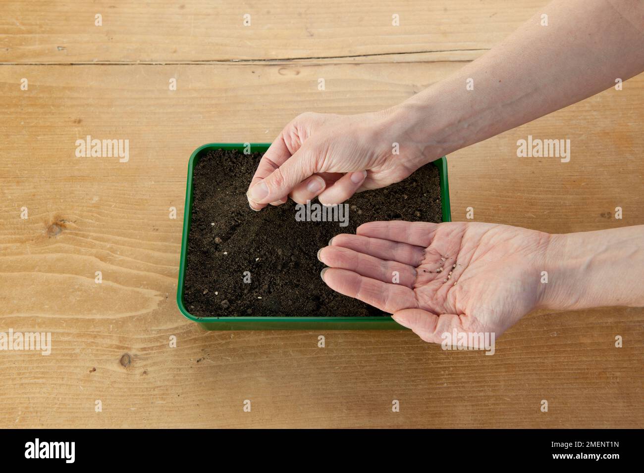 Sowing vegetable seeds in tray of compost Stock Photo - Alamy