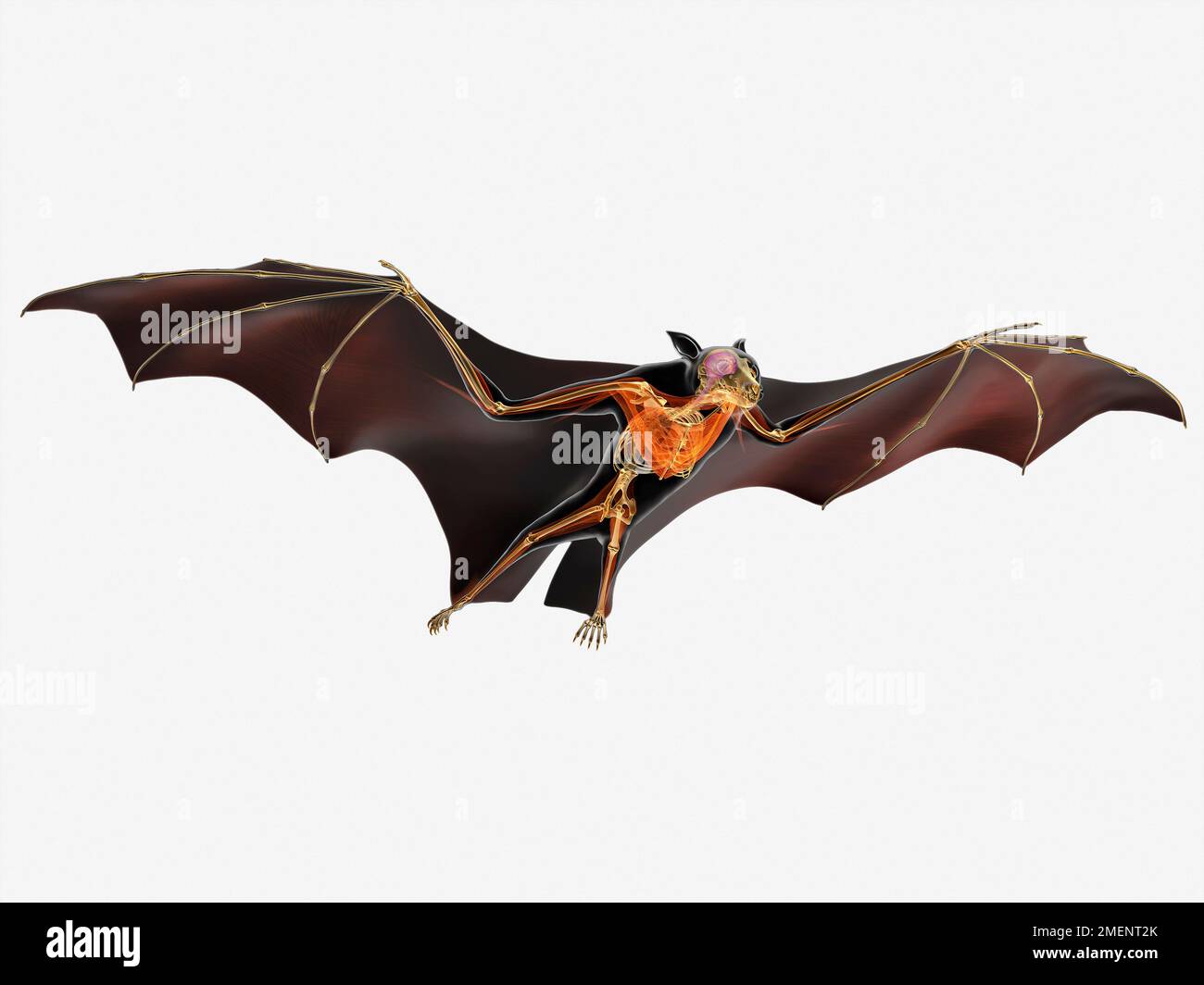 Illustration, anatomy of Large flying fox (Pteropus vampyrus Stock ...