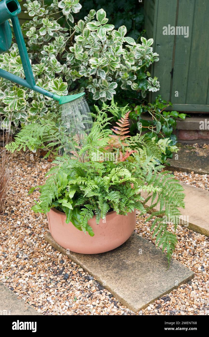 Fern garden japanese hi-res stock photography and images - Alamy