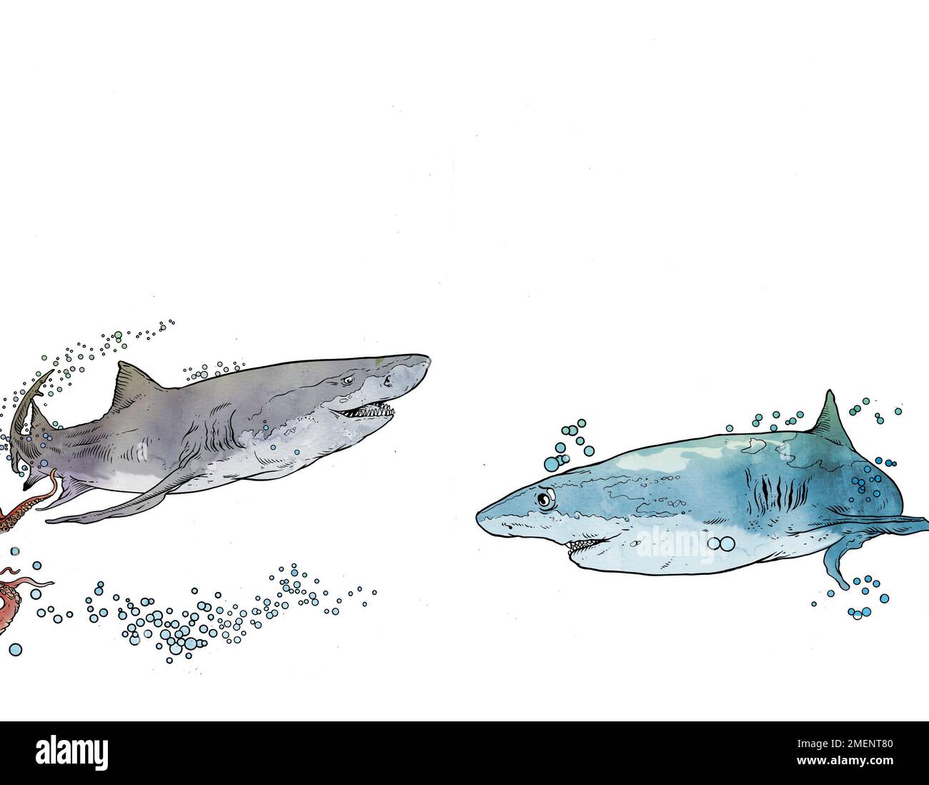 Two sharks swimming Cut Out Stock Images & Pictures - Alamy