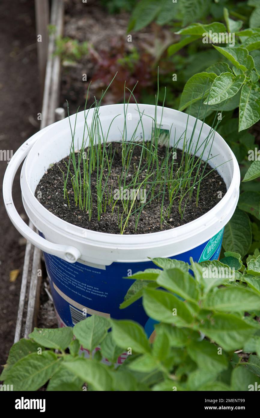 leek seedlings, container, bucket, recycled, transplant, vegetable ...