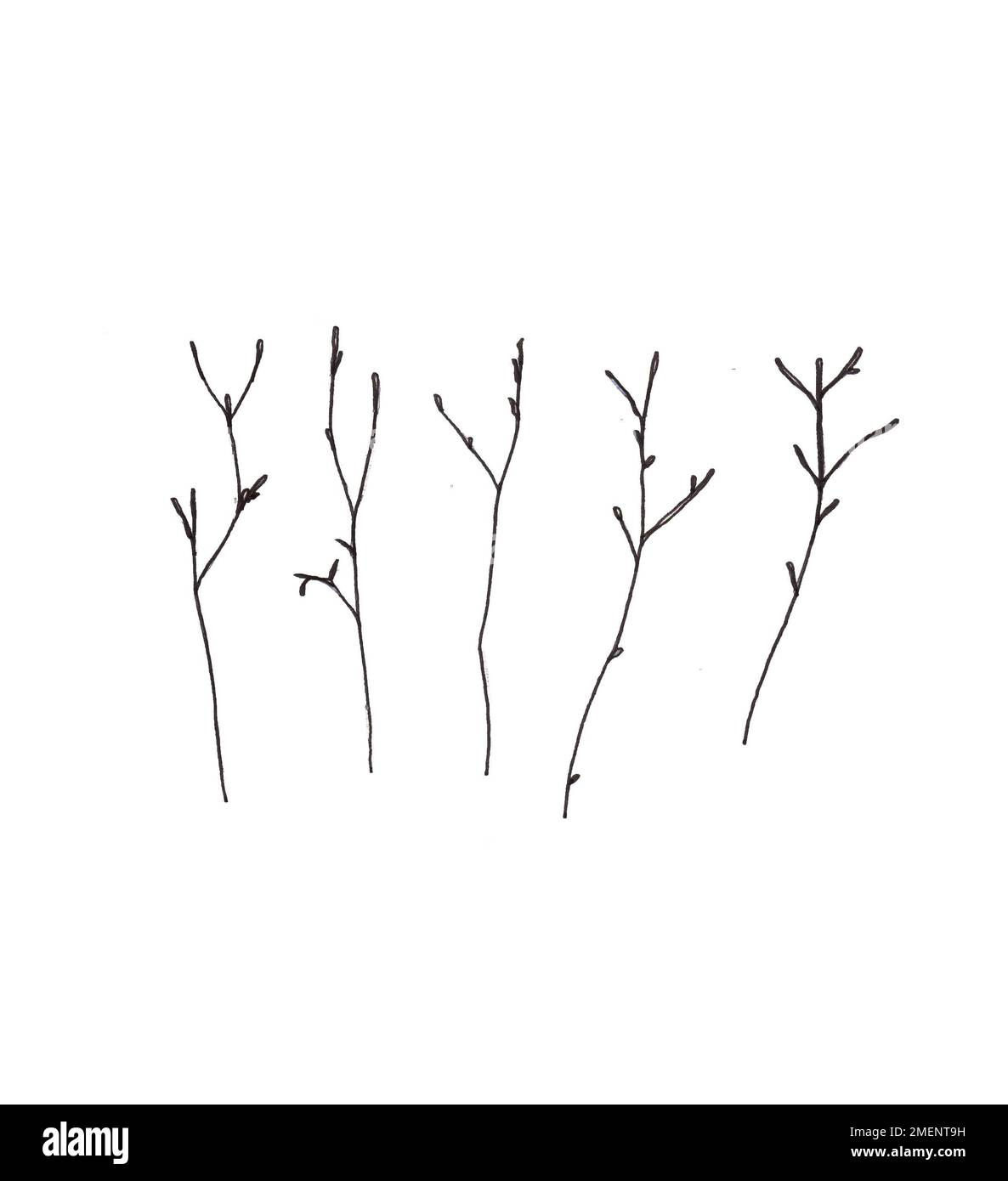 Branches close shot Cut Out Stock Images & Pictures - Alamy