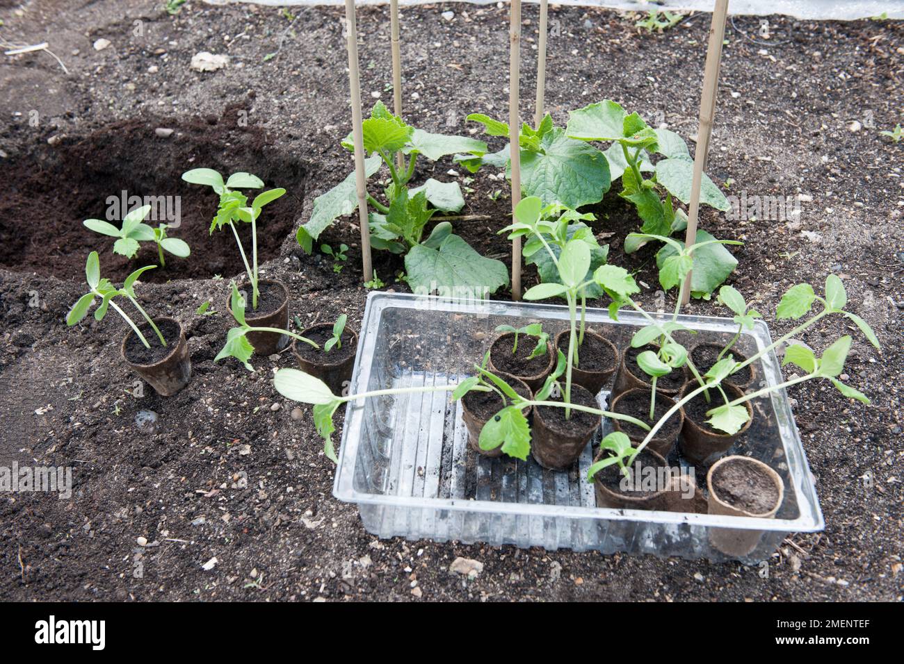 planting out, vegetable seedlings, courgettes, summer squash, vegetable ...