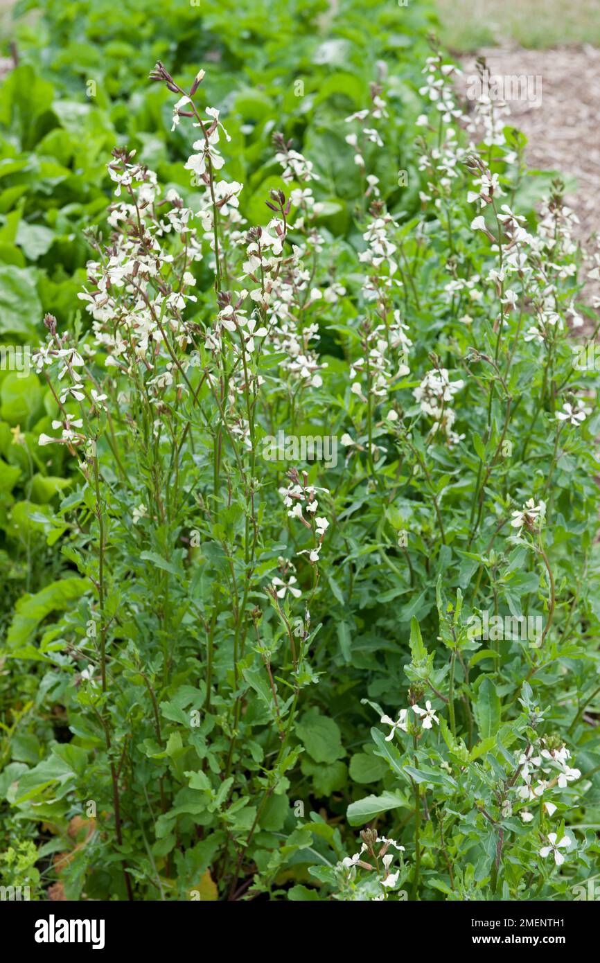 rocket, rocket flowers, salad crop, leaf crop, bolted, run to seed ...