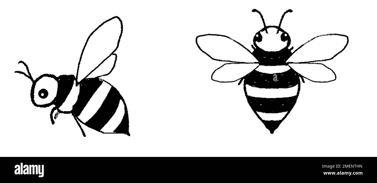 Bee line drawing hi-res stock photography and images - Alamy