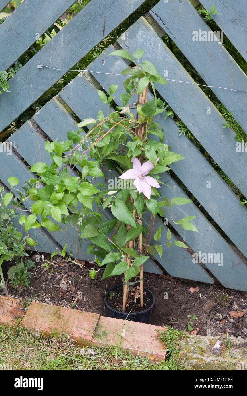 Checking planting depth, climber, planting hole, clematis, planting ...