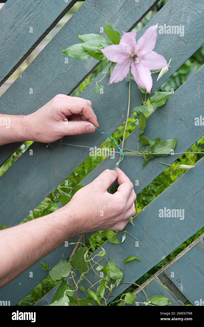 Tying in stems to wires, string, clematis, climber, planting climber ...