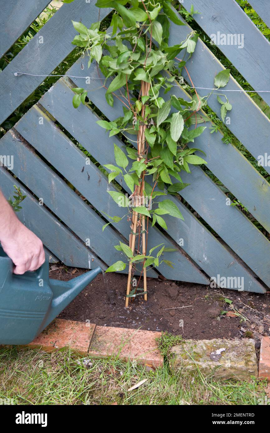 Watering in, clematis, climber, planting climber step-by-step, watering ...