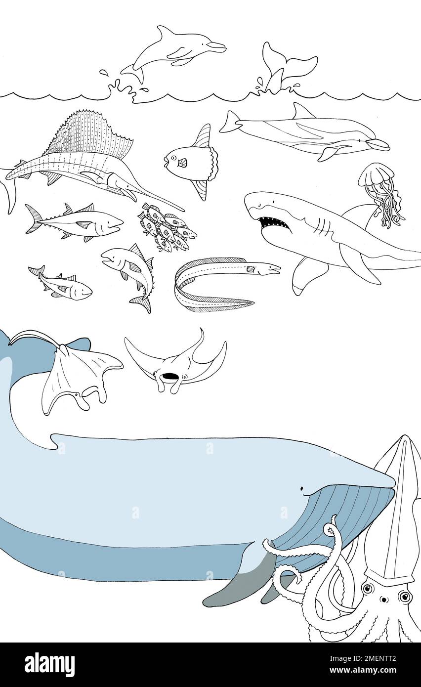 Sea creatures drawing hi-res stock photography and images - Alamy