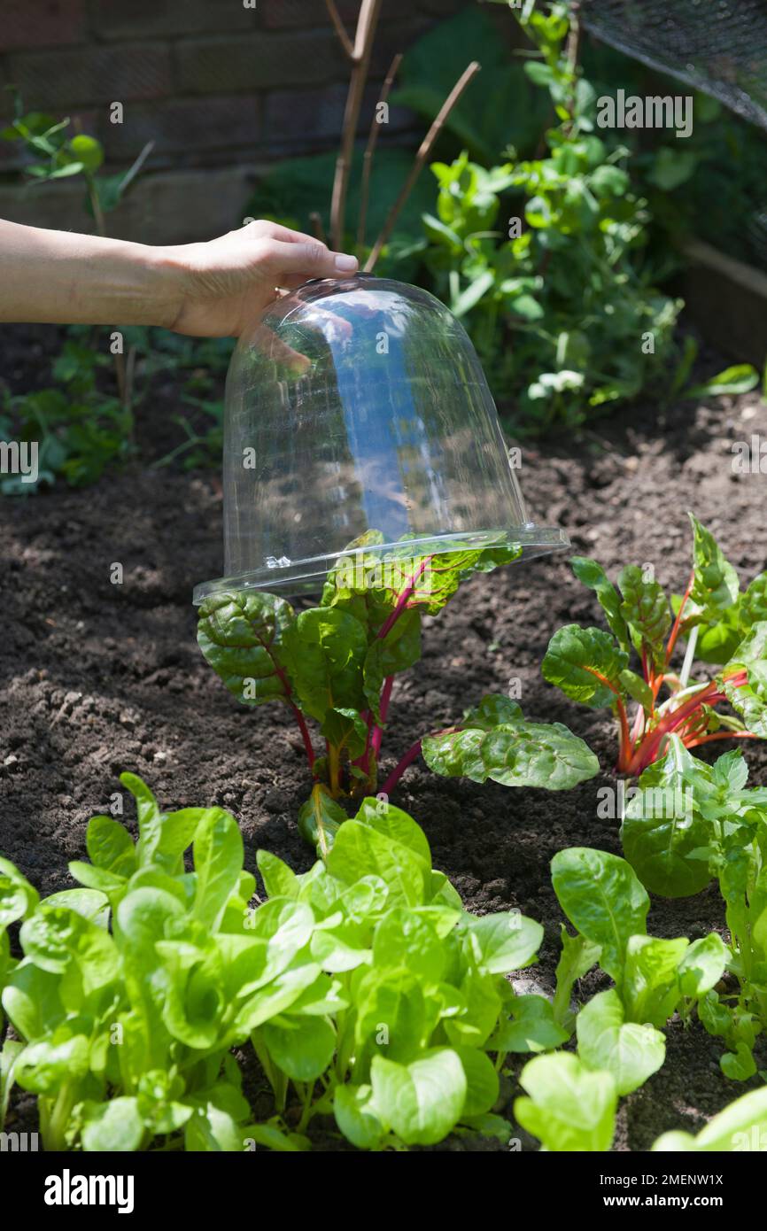 Placing a bell cloche over chard growing in a garden vegetable patch ...