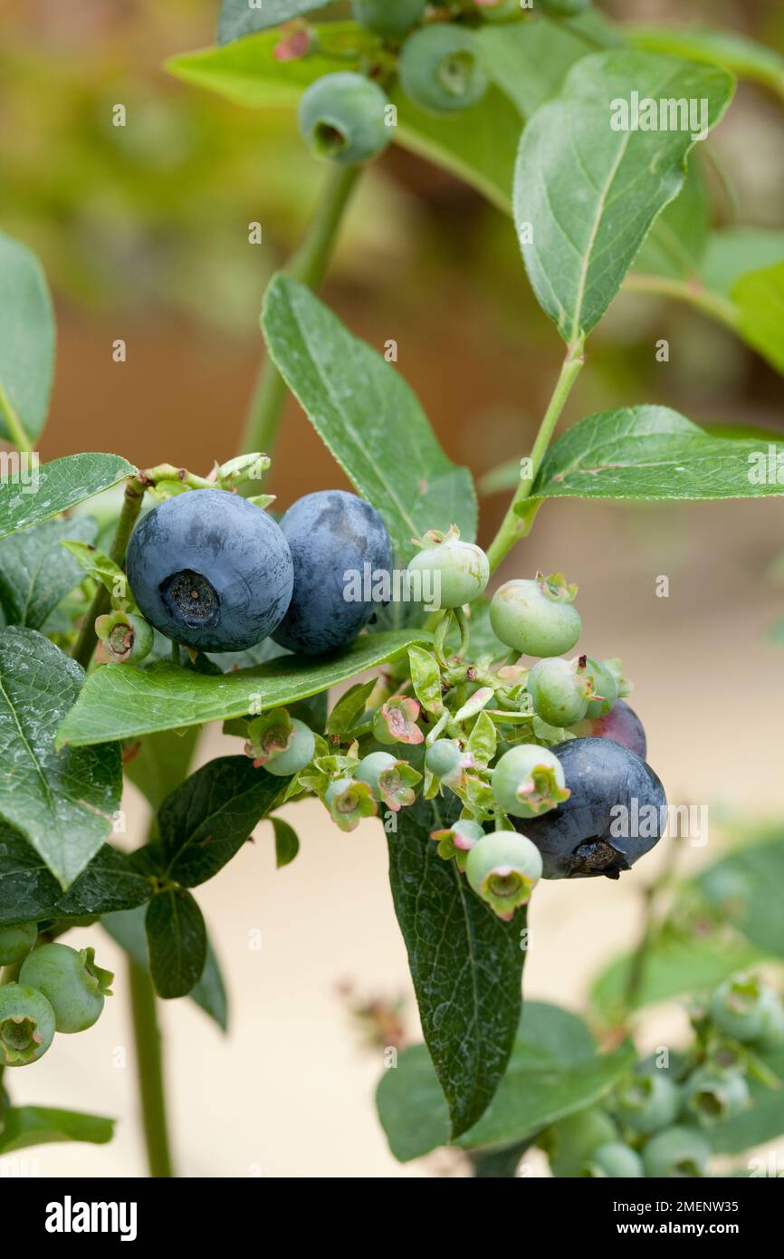 Blueberry bush garden hi-res stock photography and images - Alamy