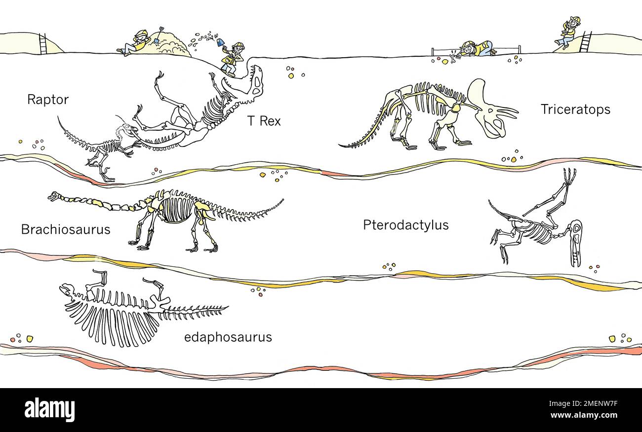 Dinosaurs' fossil remains Stock Photo - Alamy