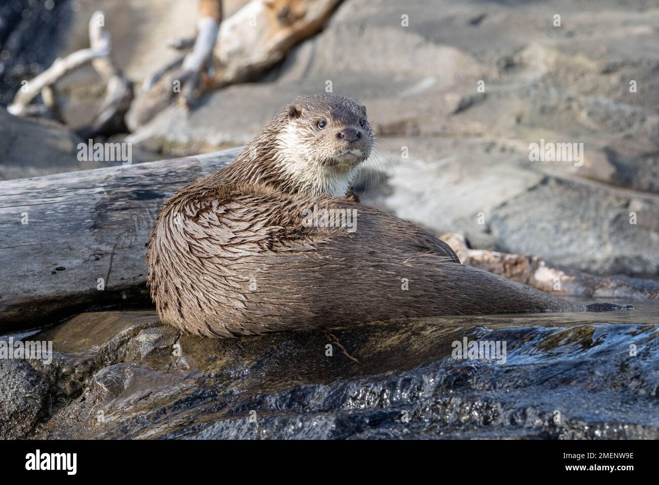 An otter lying on wet rock Stock Photo - Alamy