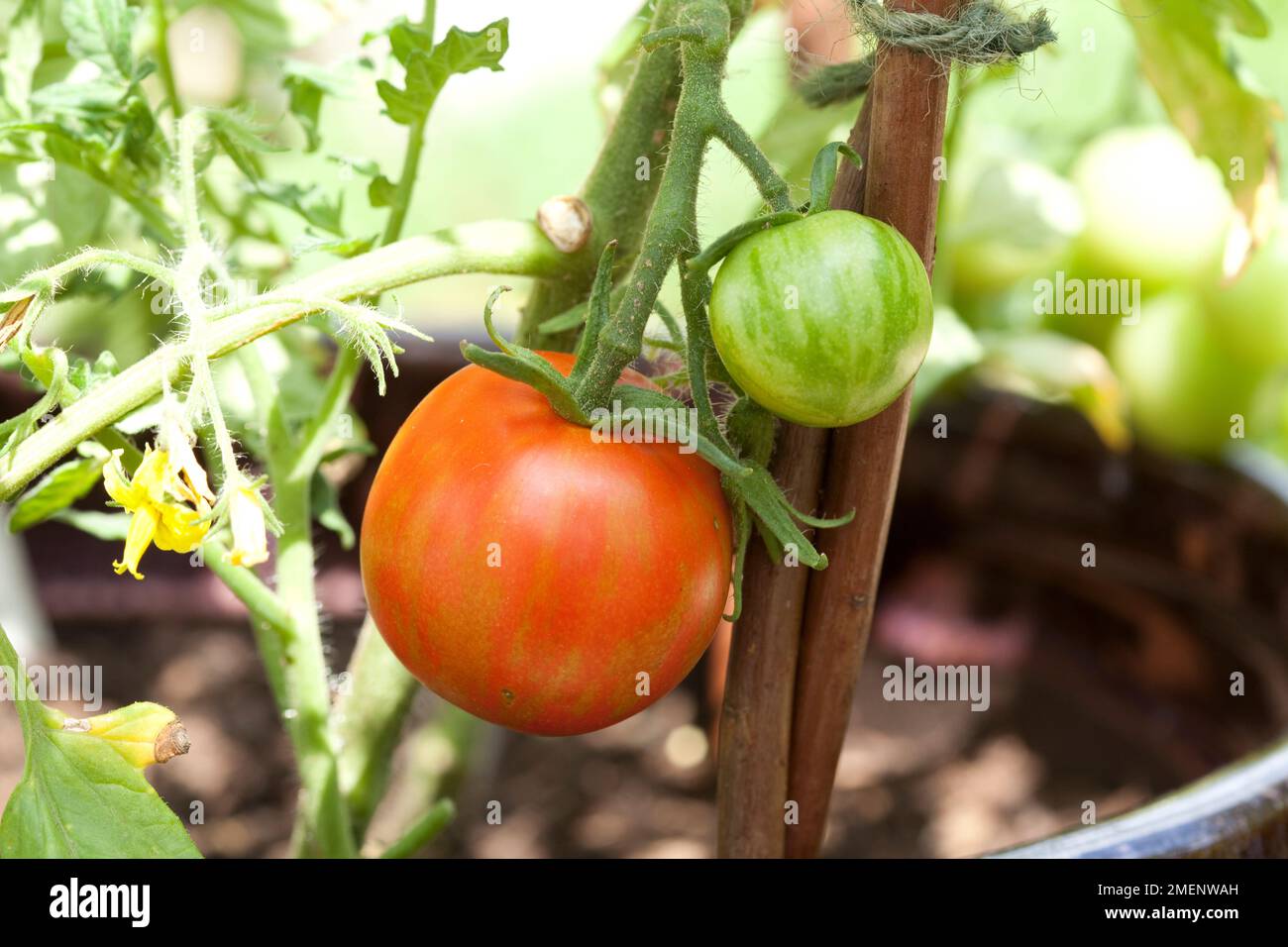 Tigerella tomato in glazed pot Stock Photo - Alamy