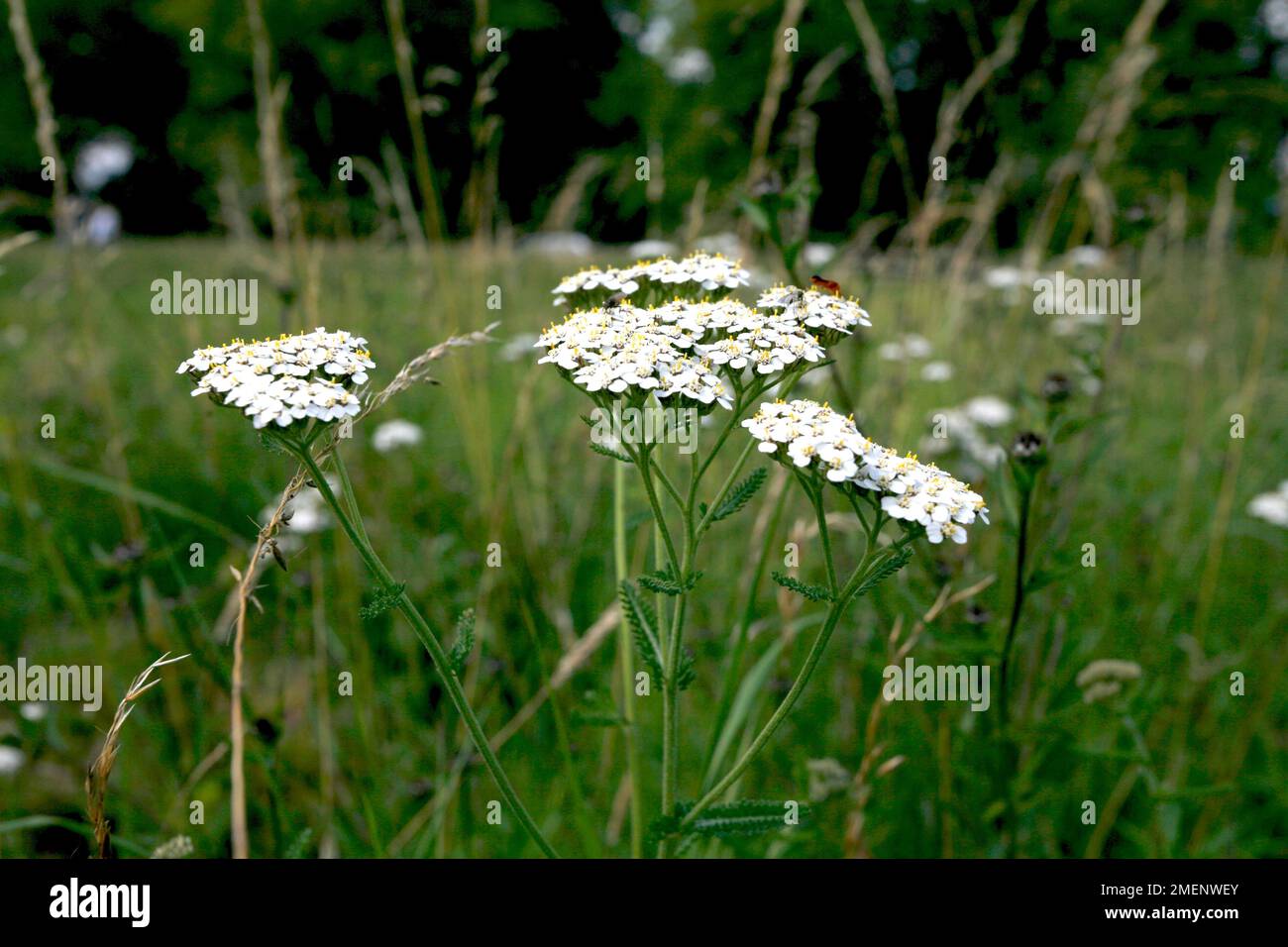 Achillea millefolium (Yarrow), white wildflowers in meadow, close-up ...