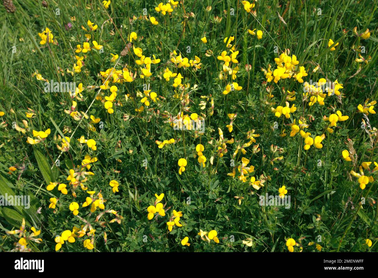 Lotus corniculatus (Bird's-foot Trefoil), yellow wildflowers in meadow ...