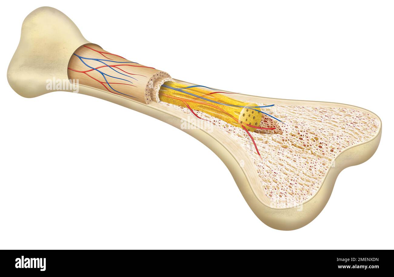 Bone Cross Section Diagram Labeled Long Bone High Res - vrogue.co Bone Cross Section Diagram Labeled Long Bone High Res - vrogue.co
