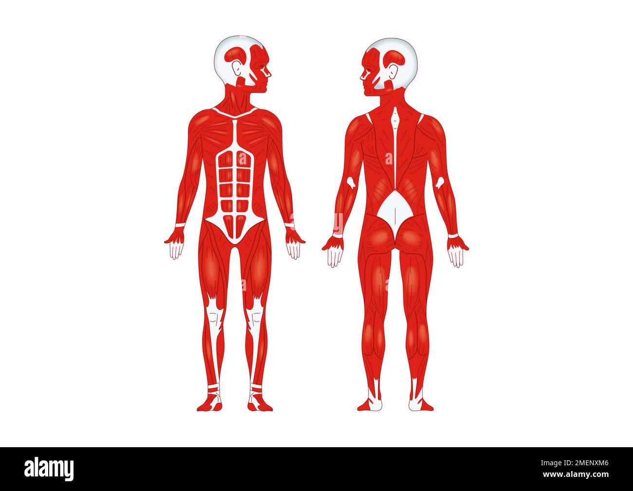 Back muscles anatomy hi-res stock photography and images - Alamy