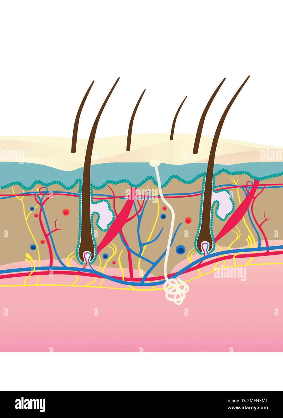 Skin cutaway hi-res stock photography and images - Alamy