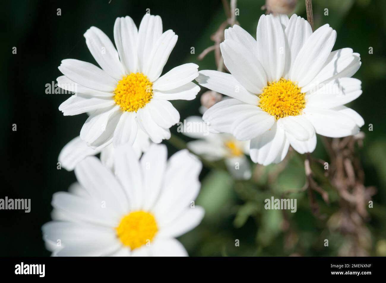 White Matricaria recutita (German chamomile) flowers with yellow disc ...