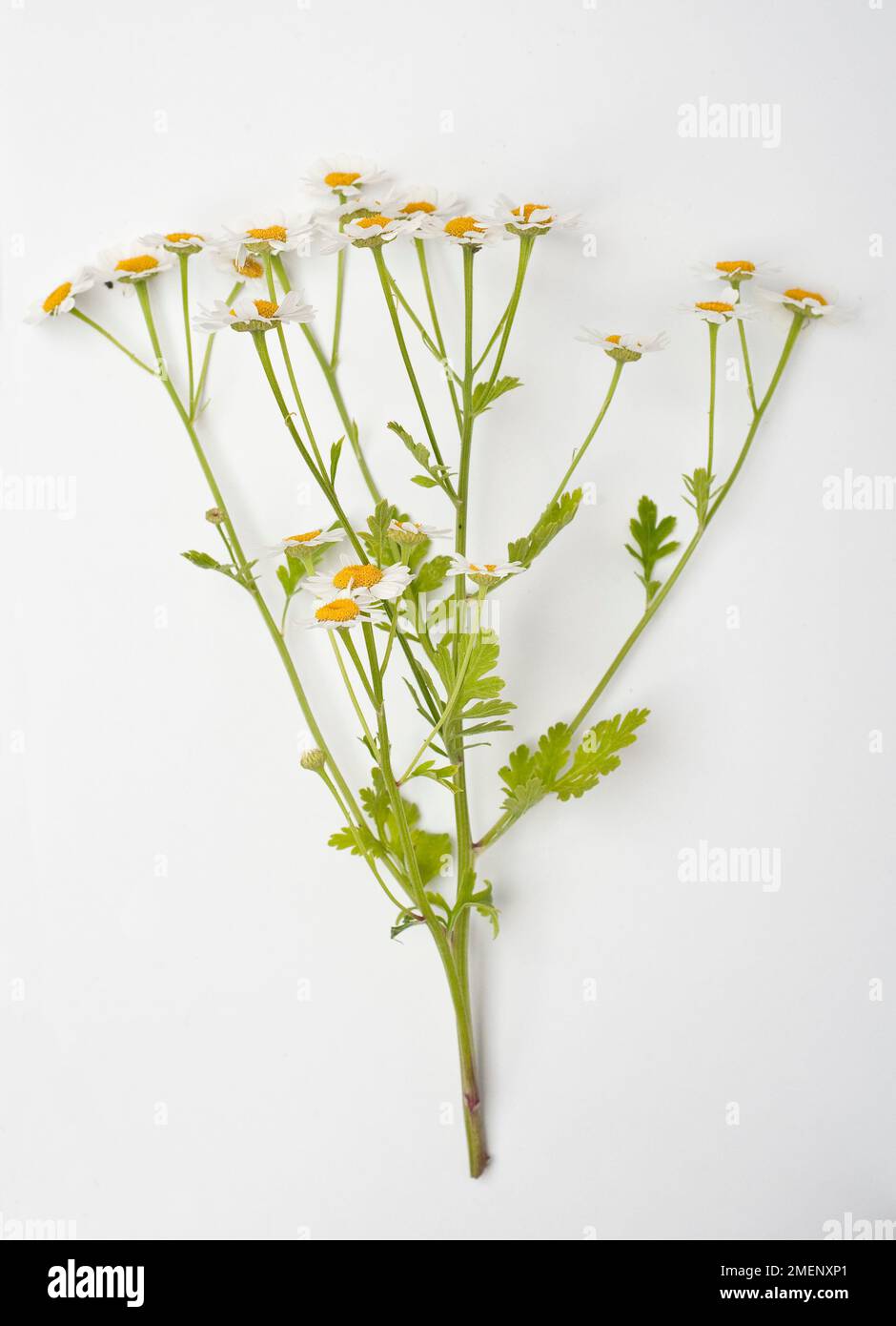 Tanacetum parthenium (Feverfew) bearing white flowers, yellow and ...