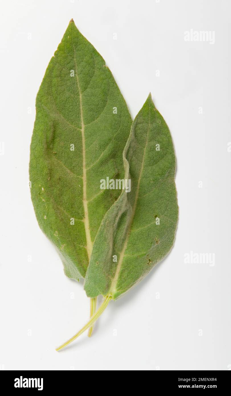 Verbascum thapsus leaf isolated hi-res stock photography and images - Alamy
