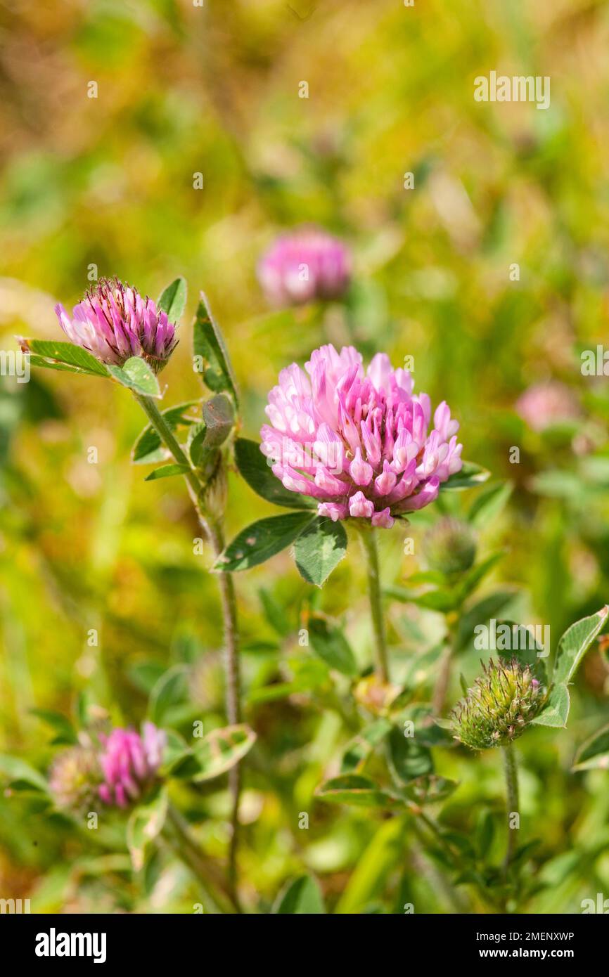 Red clover botanical hi-res stock photography and images - Alamy
