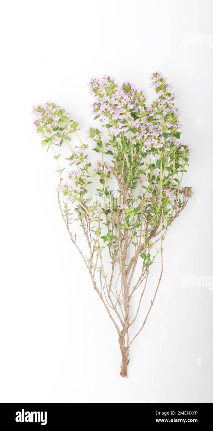 hymus mongolicus (Thyme) bearing tiny flowers and leaves Stock Photo ...