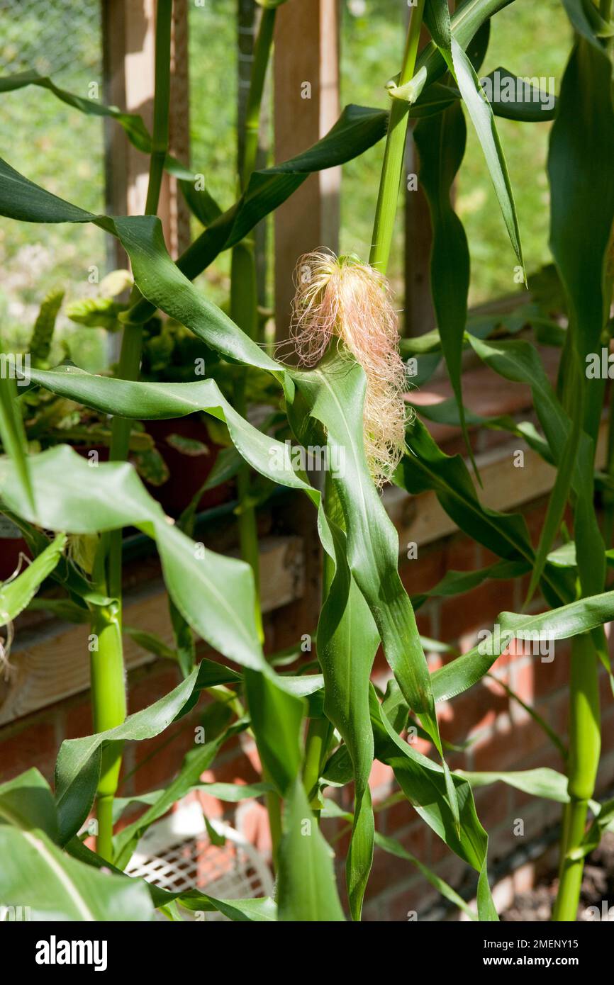 Sweetcorn on plant, close-up Stock Photo - Alamy