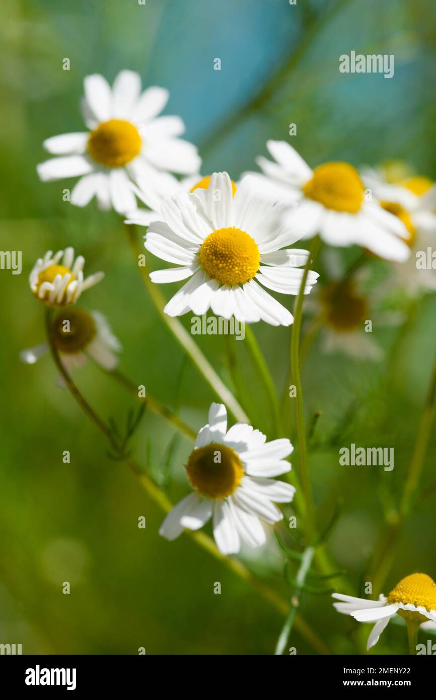 White Matricaria recutita (German chamomile) flowers with yellow disc ...